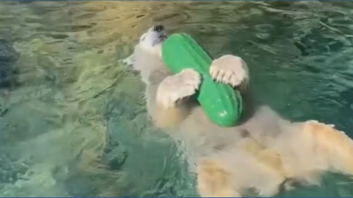 Polar bear plays with a pickle pool float at Memphis Zoo | wkyc.com