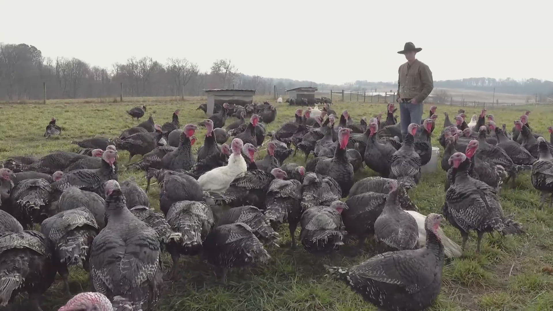 At Wholesome Valley Farm in Holmes County, locally raised turkeys take ...