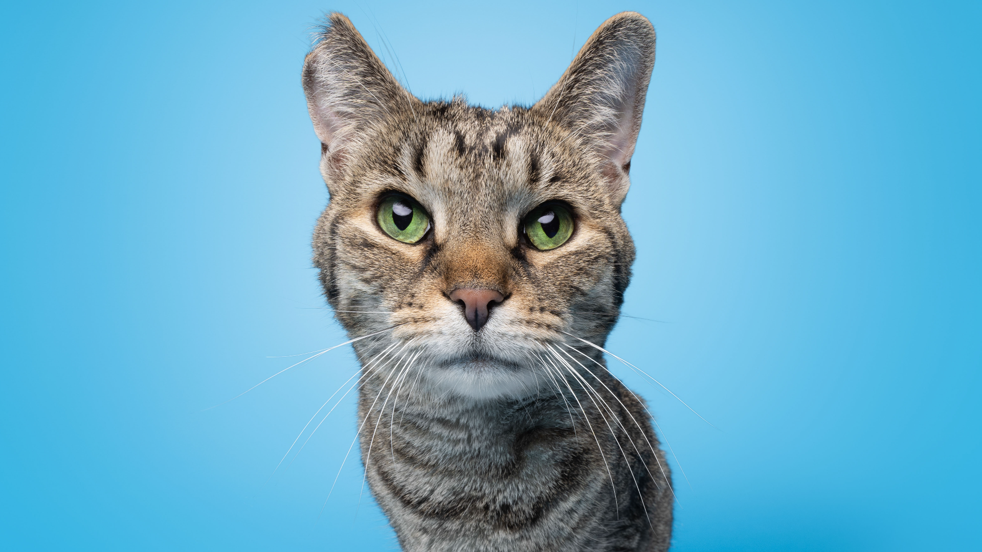 The story of animal photographer Greg Murray in Cleveland | wkyc.com