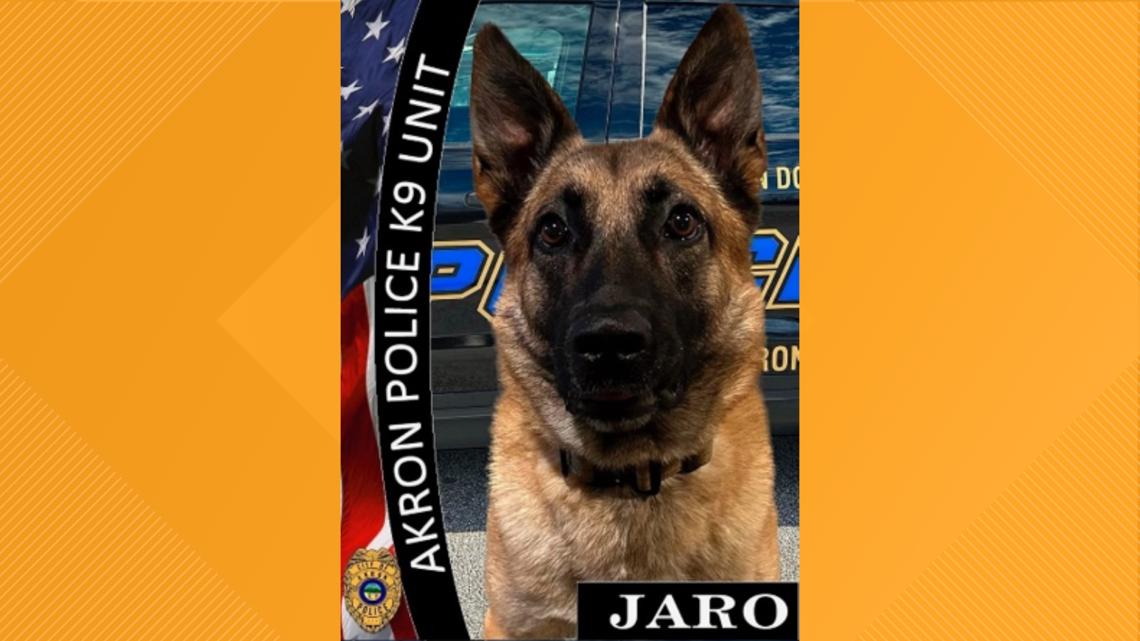 Akron police K-9 assists in drug arrest | wkyc.com