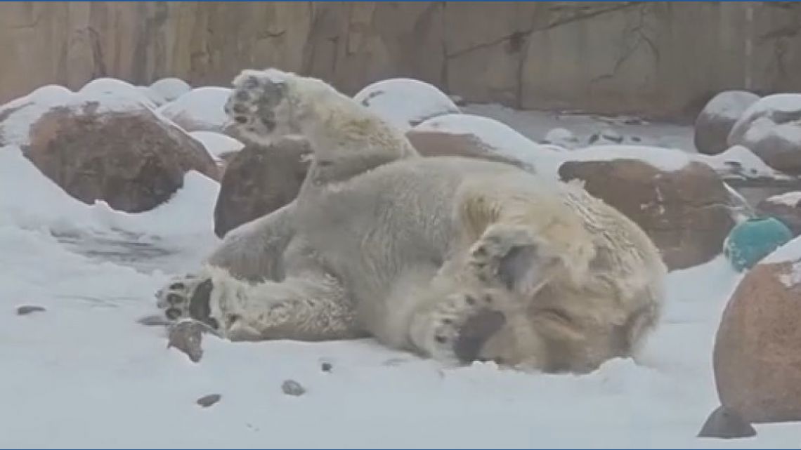 Polar bear rolls around in snow after winter storm | wkyc.com