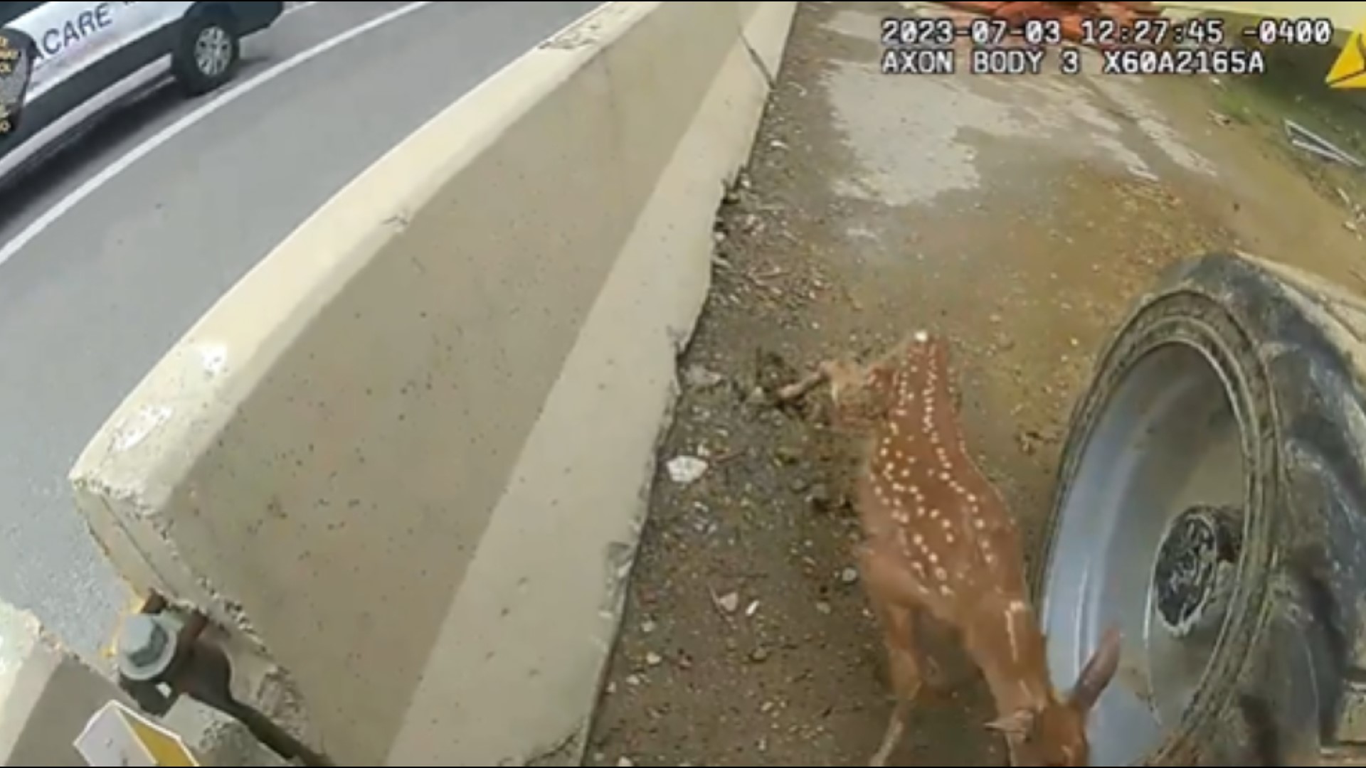 Ohio State Highway Patrol troopers rescue lost fawn on busy highway ...