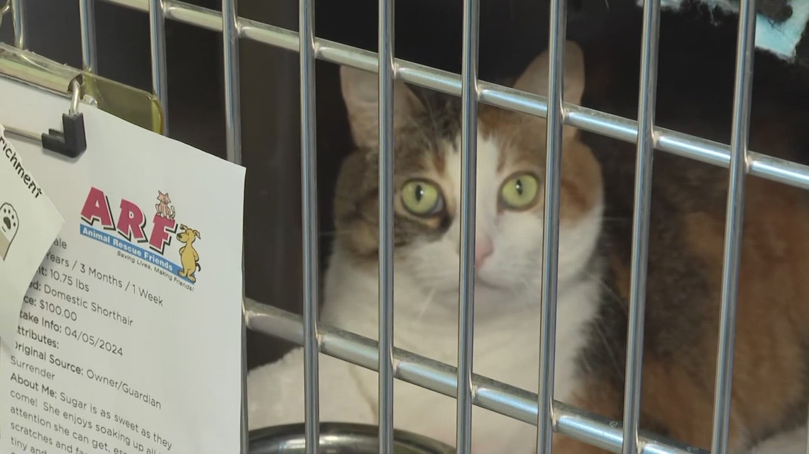 Clear the Shelters: Checking out Berea Animal Rescue Friends | wkyc.com
