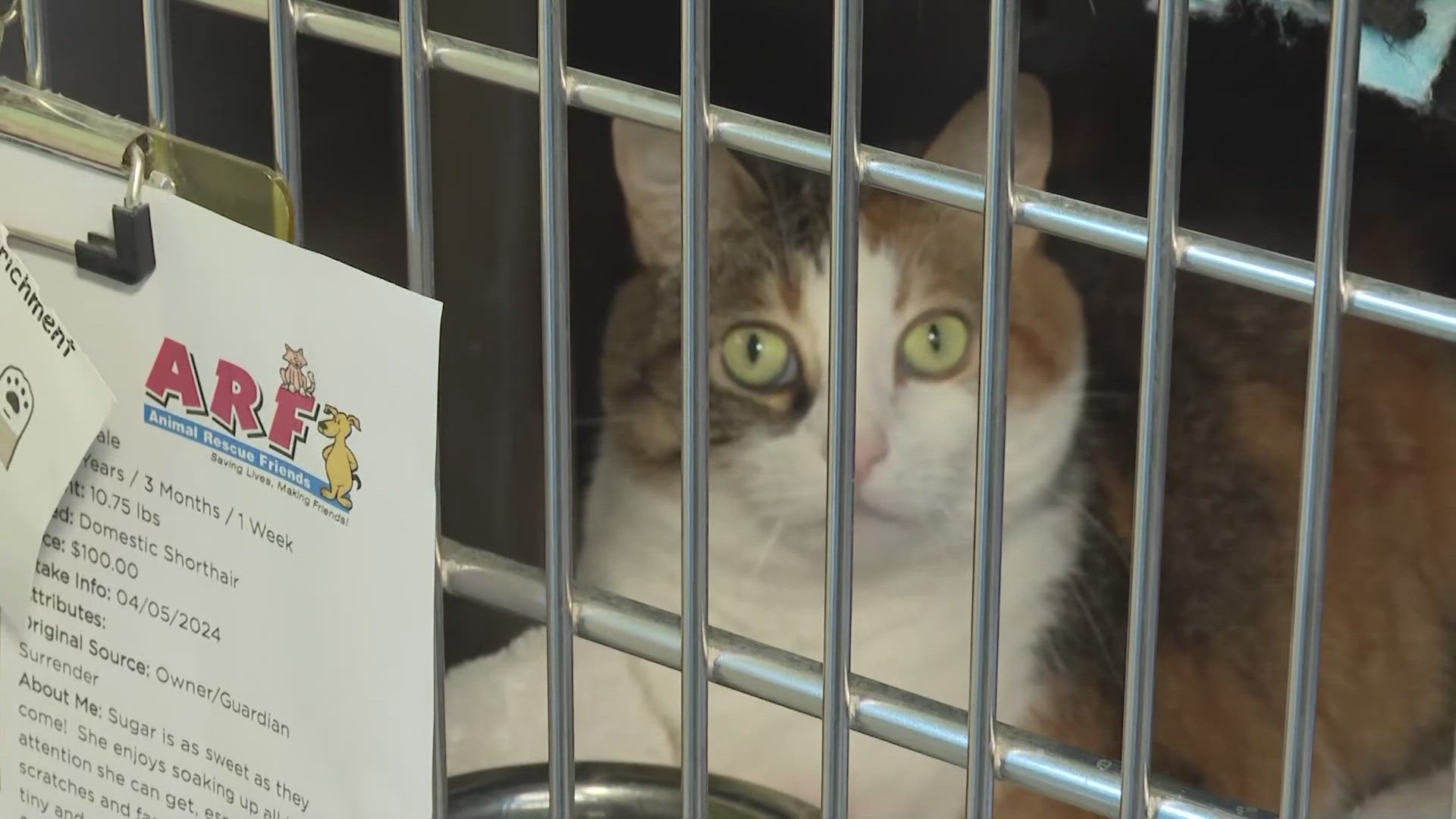 Clear the Shelters: Checking out Berea Animal Rescue Friends | wkyc.com