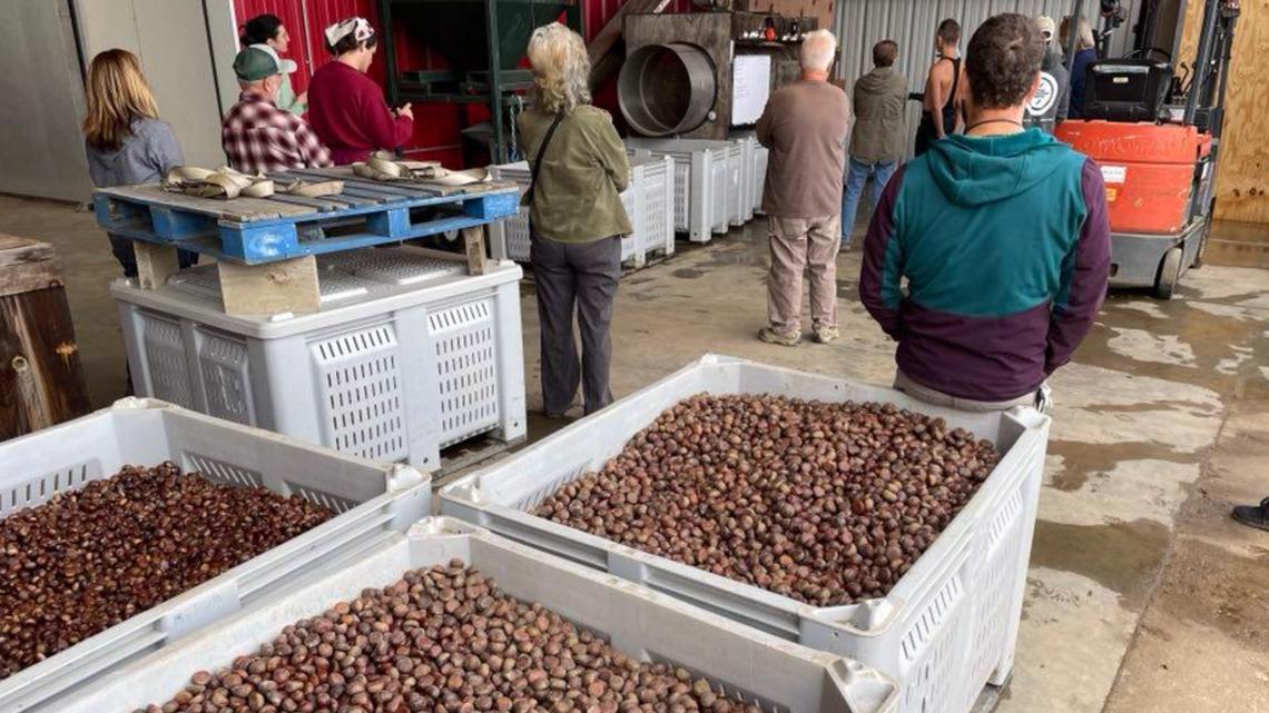 A nutty pick-your-own opportunity can be found in Carrollton | wkyc.com