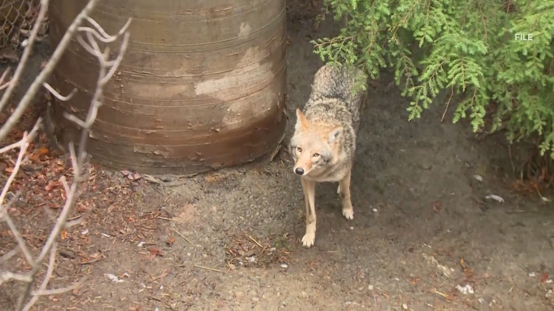 Summit Metro Parks post ‘Wildlife Notice’ regarding coyote den near ...