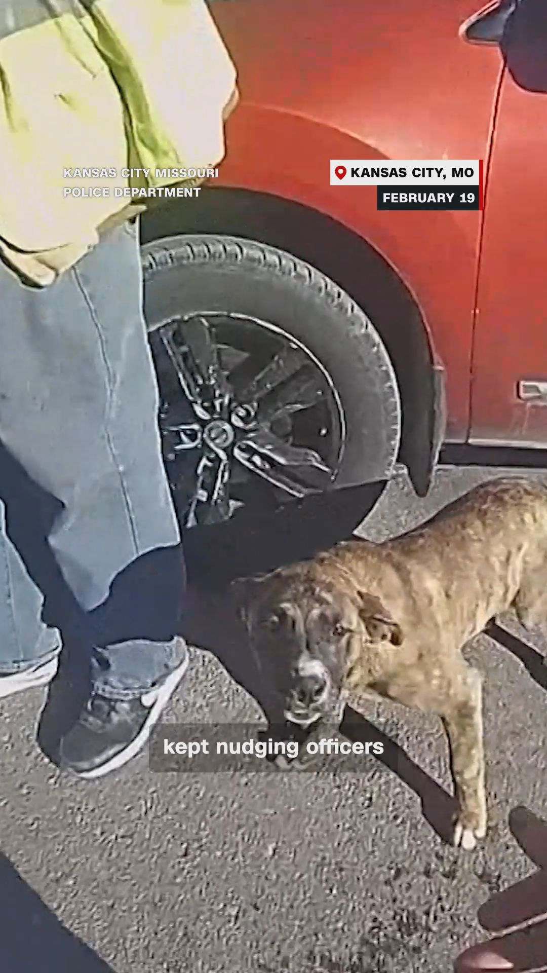 Police say dog 'kept nudging' officers, helping them lead to missing ...
