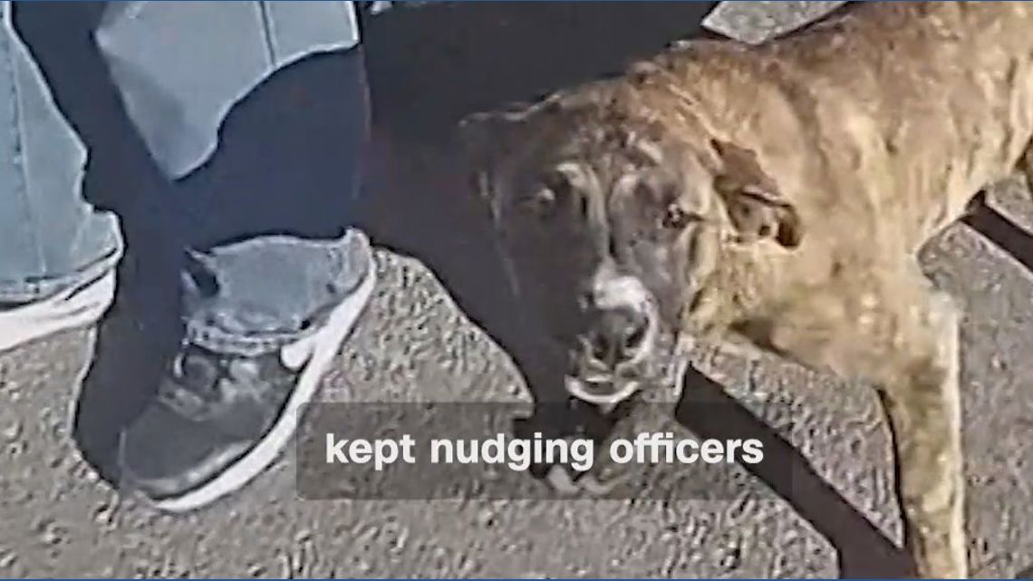 Police say dog 'kept nudging' officers, helping them lead to missing ...