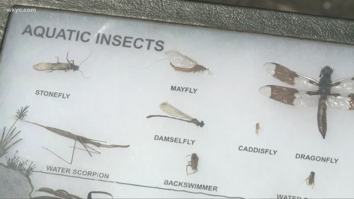 Mayflies will soon invade Northeast Ohio | wkyc.com