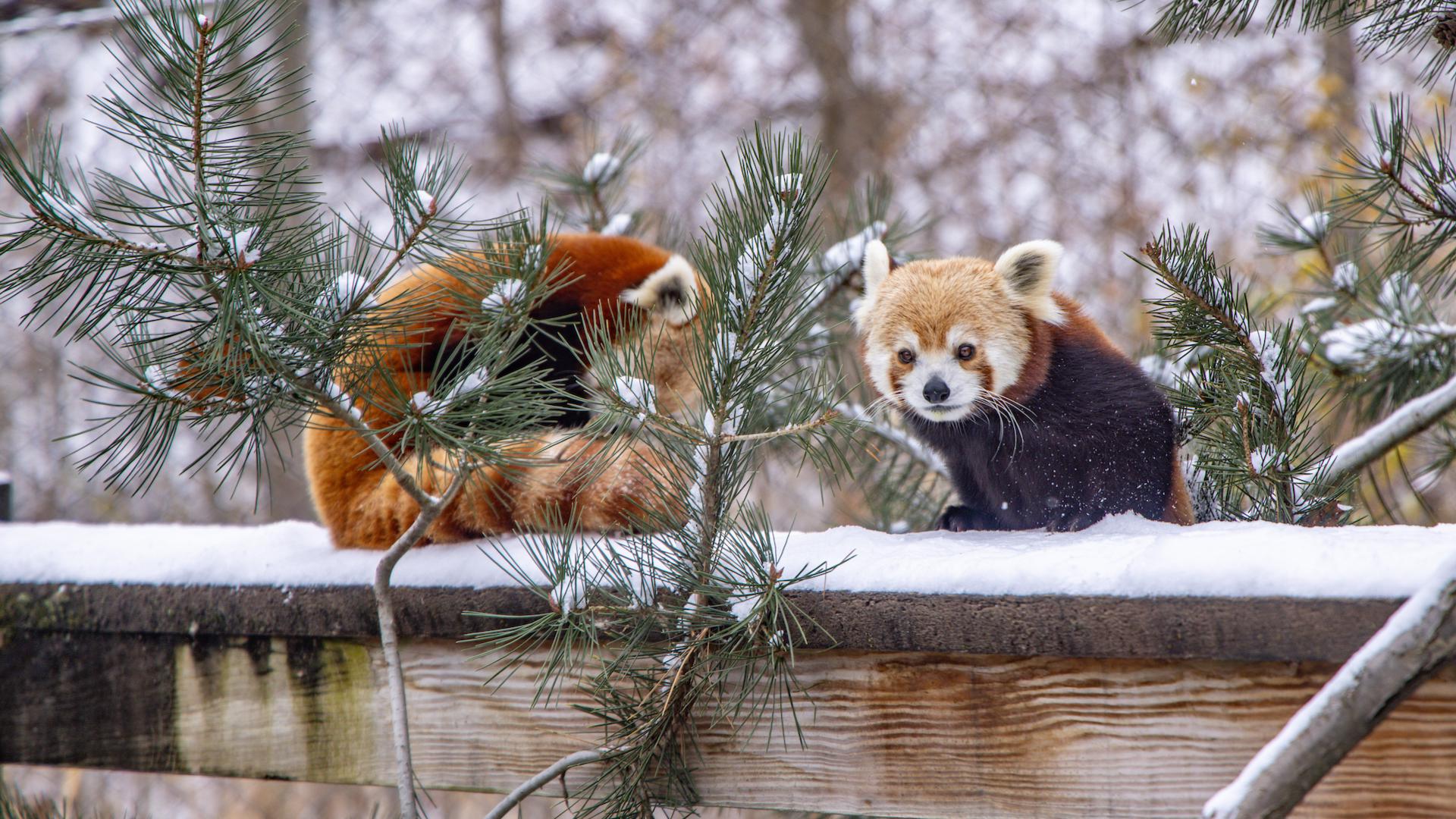 Winter Wonder Weekends returns to Cleveland Metroparks Zoo: Here's what ...