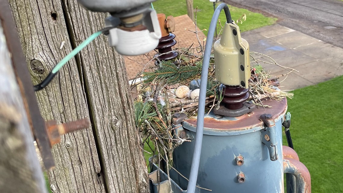 Red-tailed hawk nest rescued atop Strongsville transformer | wkyc.com
