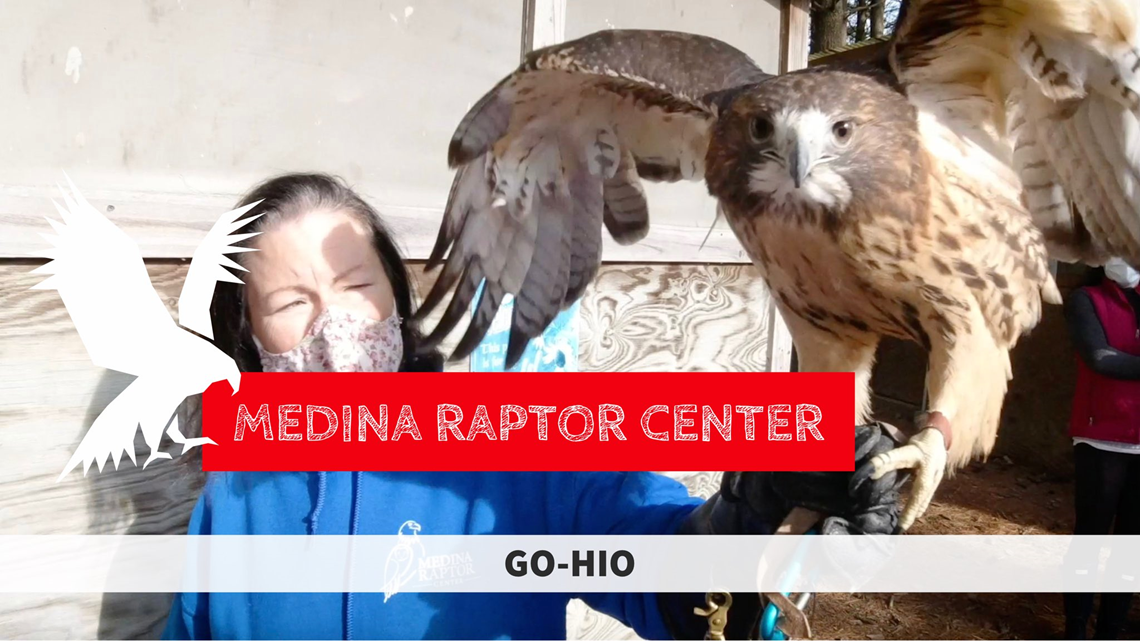 GO-HIO | Ohio raptors regaining their ability to fly and hunt | wkyc.com