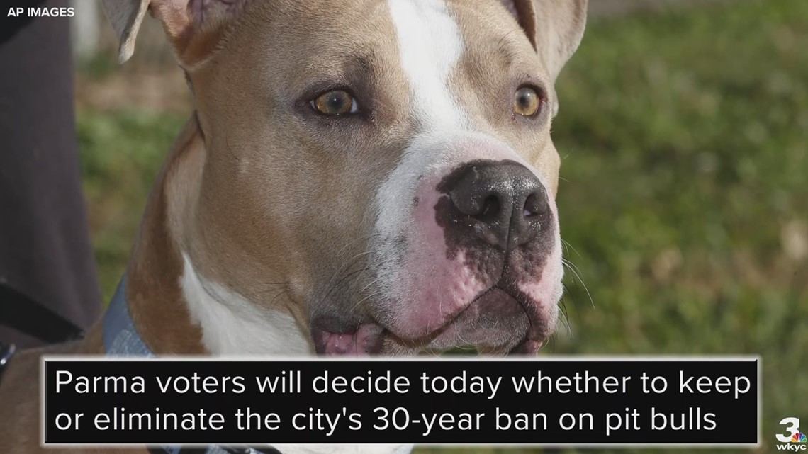 Parma voters to decide whether to repeal pit bull ban tonight | wkyc.com
