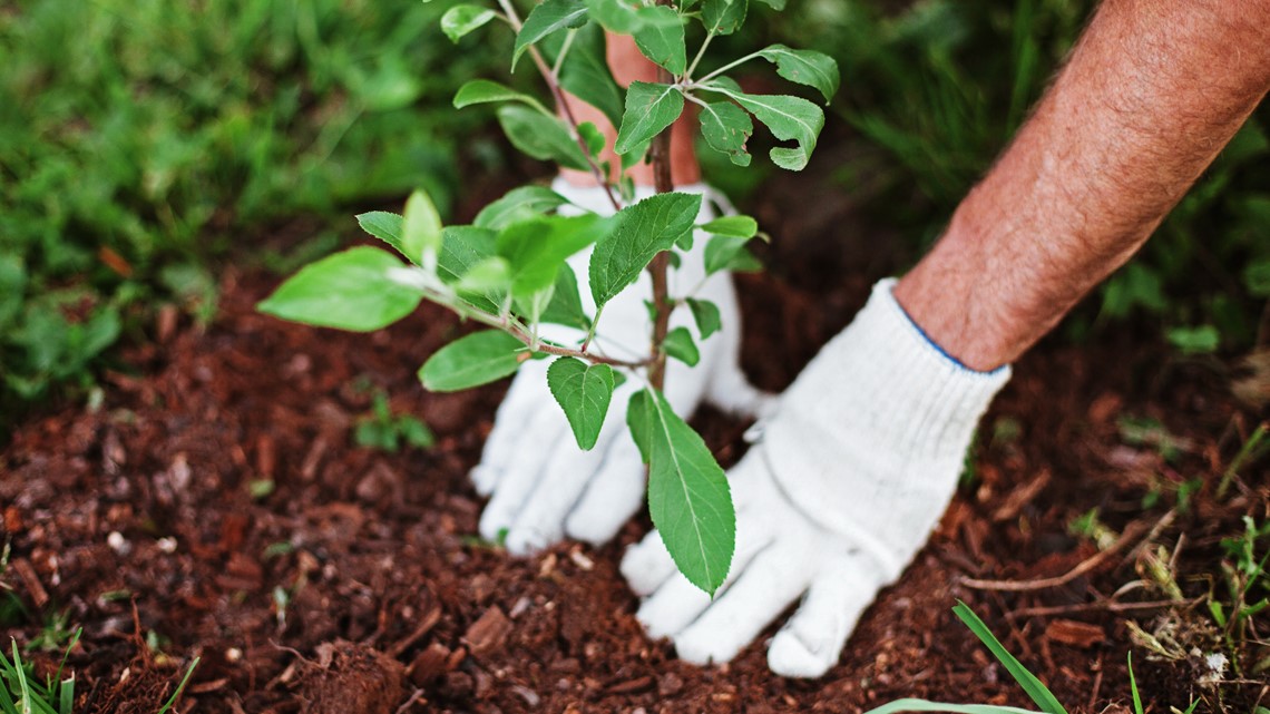 New trees planted at Rittman Nature Preserve | wkyc.com
