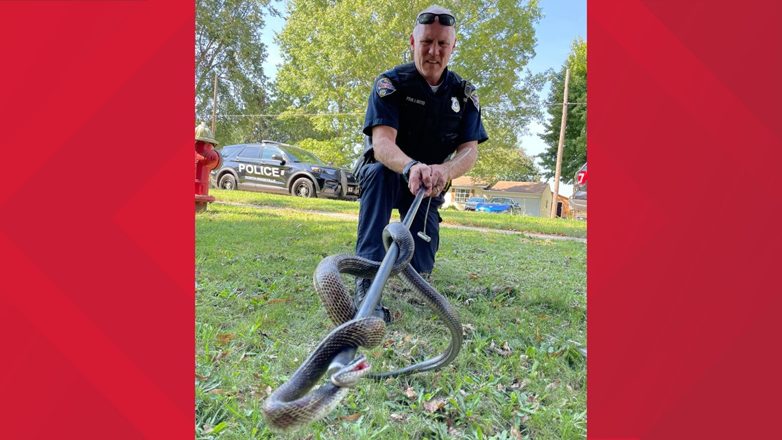 Police remove 6-foot rat snake from Lorain Rd in North Ridgeville ...