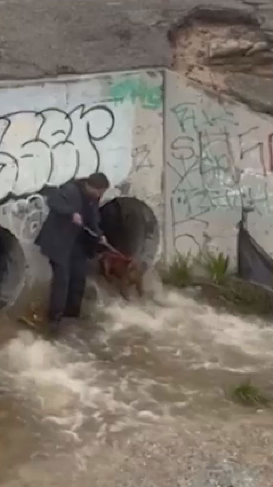 Dog rescued from storm drain by fire crews due to high water levels ...