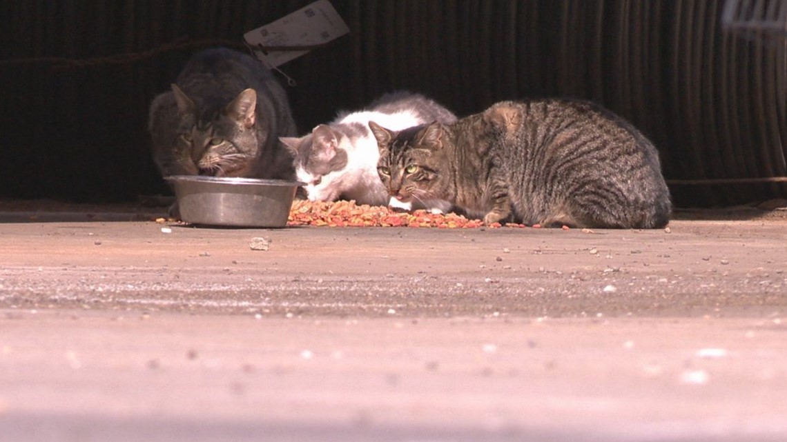 How to help the feral cat population: Medina Meow Fix | wkyc.com