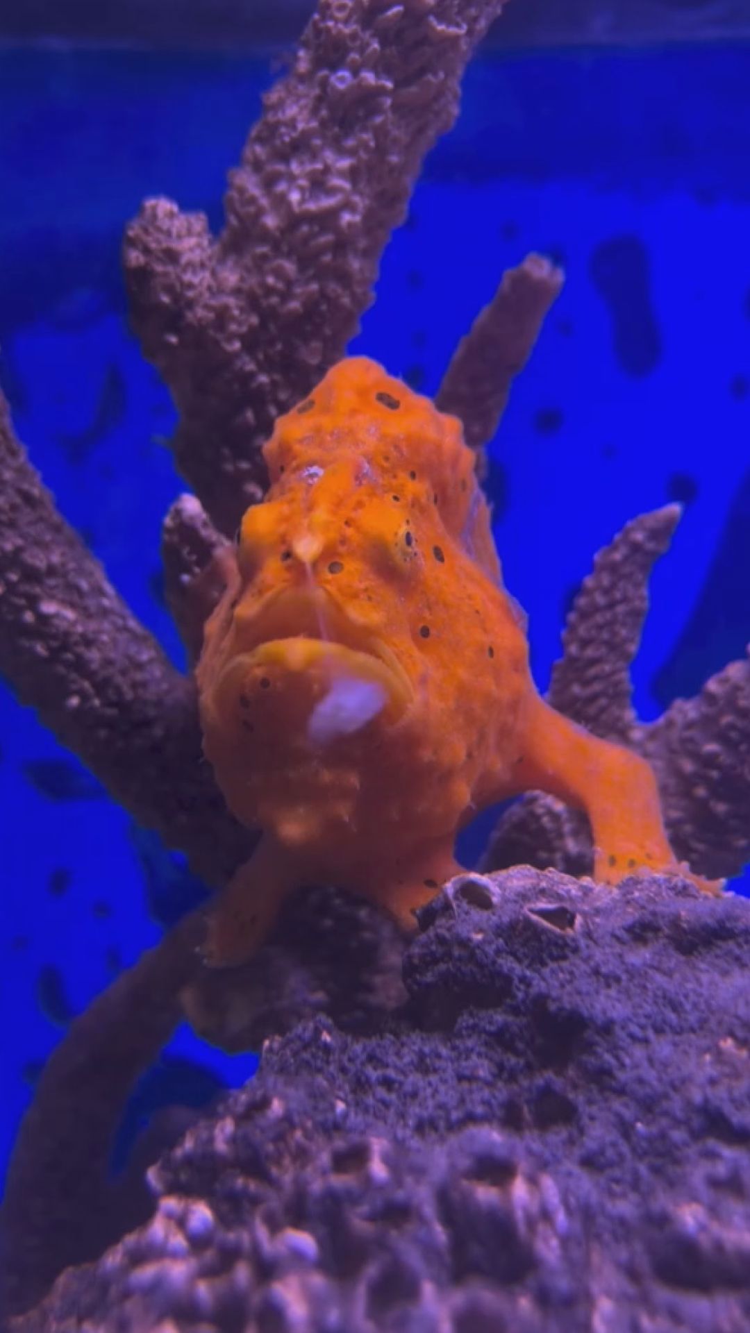 Bill Dance, the frogfish, uses "fishing pole" to lure prey at Memphis ...