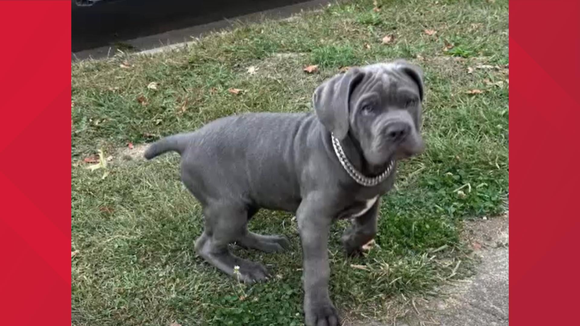 Akron police seek help identifying suspects accused of stealing Cane ...