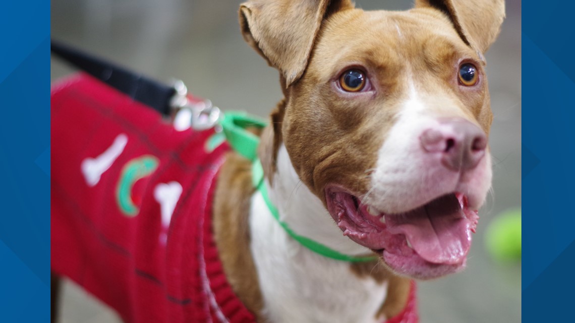 Lake Humane Society hopes to find forever home for Sparky the dog ...