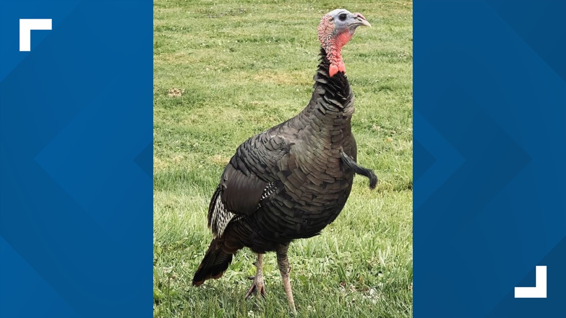 Police confirm Ralph the Twinsburg Turkey has died | wkyc.com