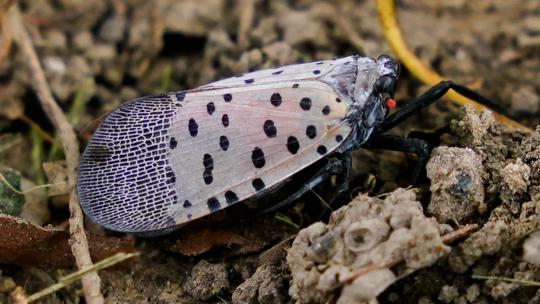 Spotted lanternfly in Ohio: 6 more counties added to quarantine list ...