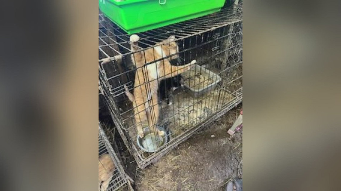 Portage APL rescues over 180 animals from 'horrendous living conditions ...