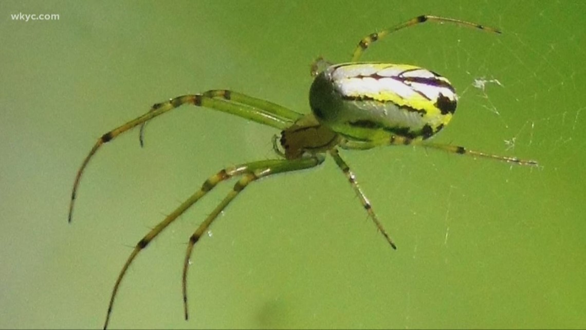 Verify Are Ohios Spiders A Danger To Humans
