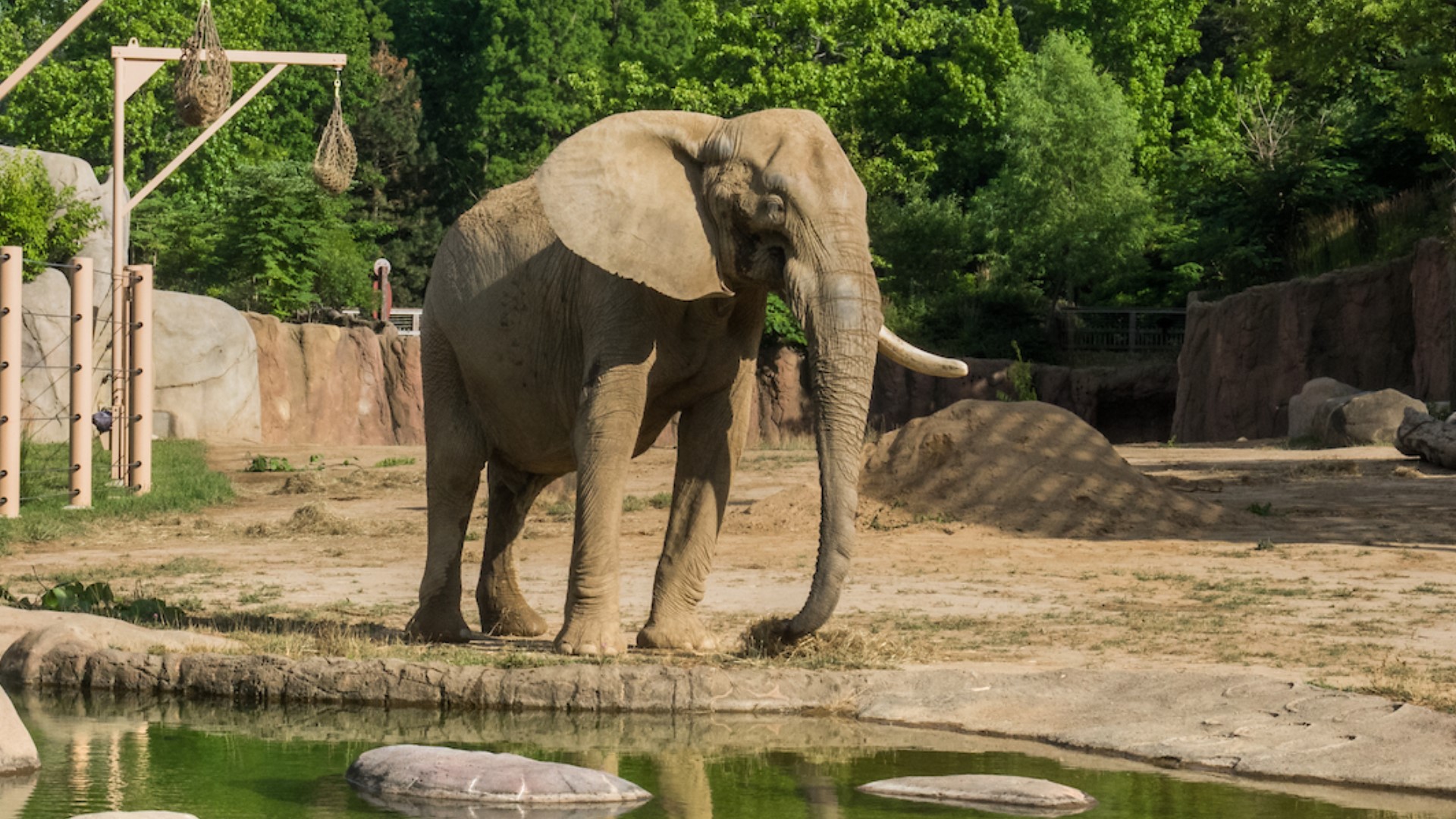 Elephant dies, gorilla born at Cleveland Metroparks Zoo same day | wkyc.com