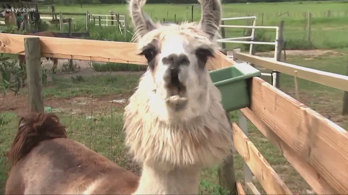 Llama antibodies being looked at for COVID-19 treatment | wkyc.com