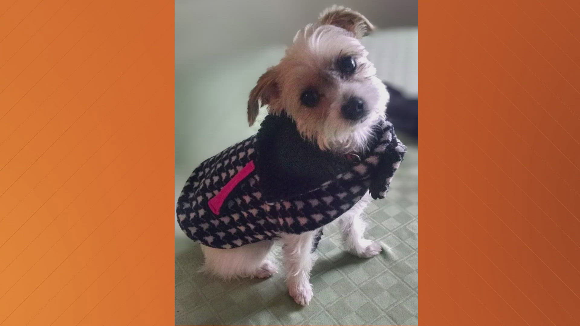 Doggone Weather in Northeast Ohio for Nov. 12, 2025: Meet Faith | wkyc.com