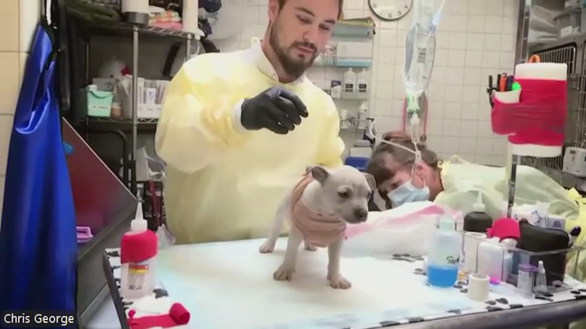 Veterinarians warn of fast-spreading canine parvovirus | wkyc.com