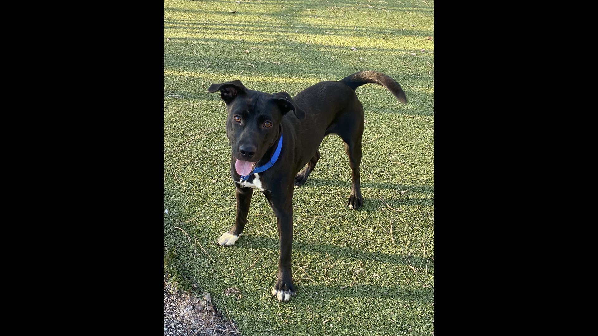 Summit County Humane Society seeking foster families for pets | wkyc.com