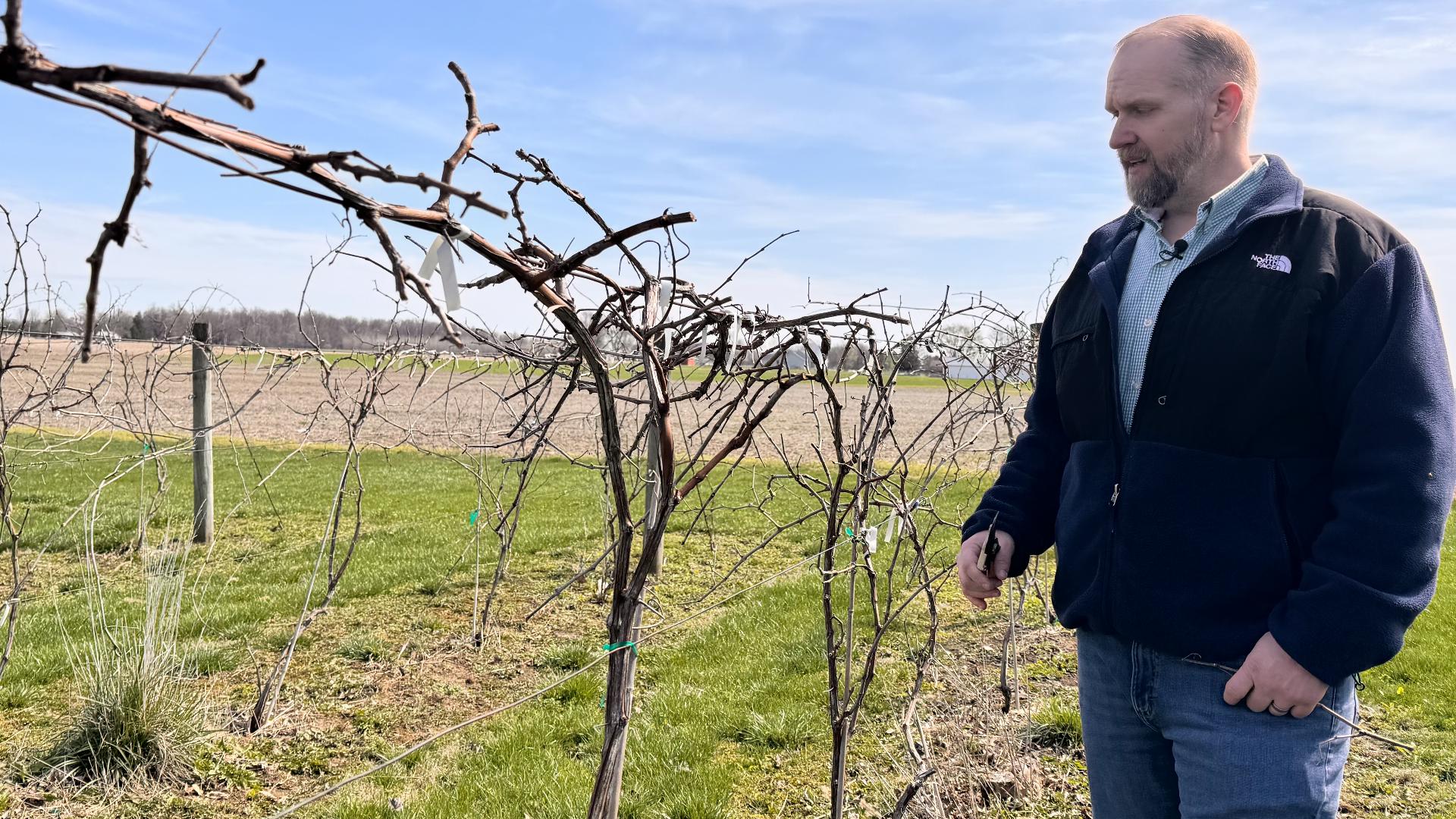 Ohio wine industry growing: Inside the Shamrock Vineyard in Waldo ...