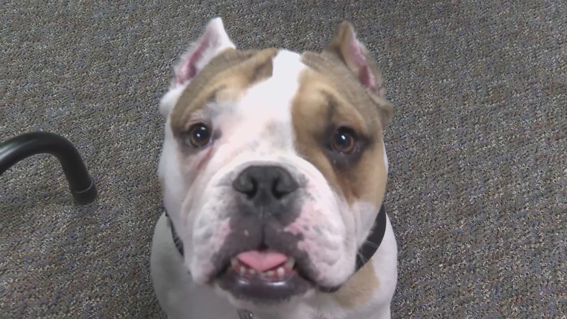 Bolo the adopted dog, provides stress release and comfort to emergency ...