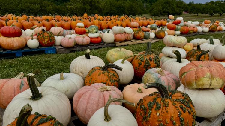 Explore Northeast Ohio's Top Pumpkin Patches in 2025 | wkyc.com
