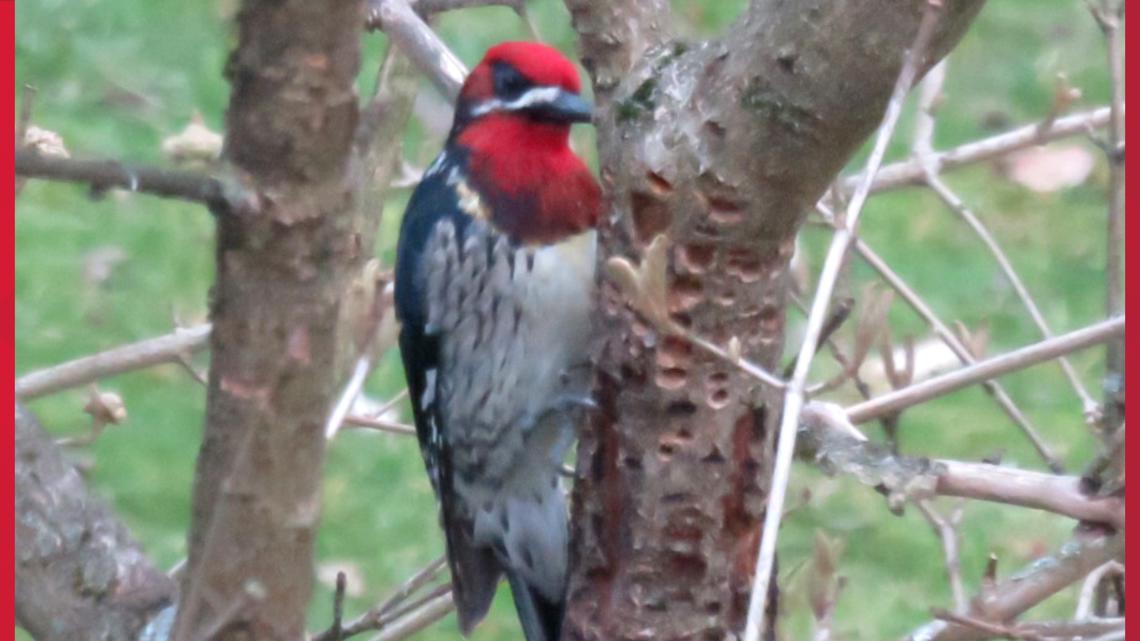 Geauga County woman spots rare sapsucker hybrid in backyard | wkyc.com