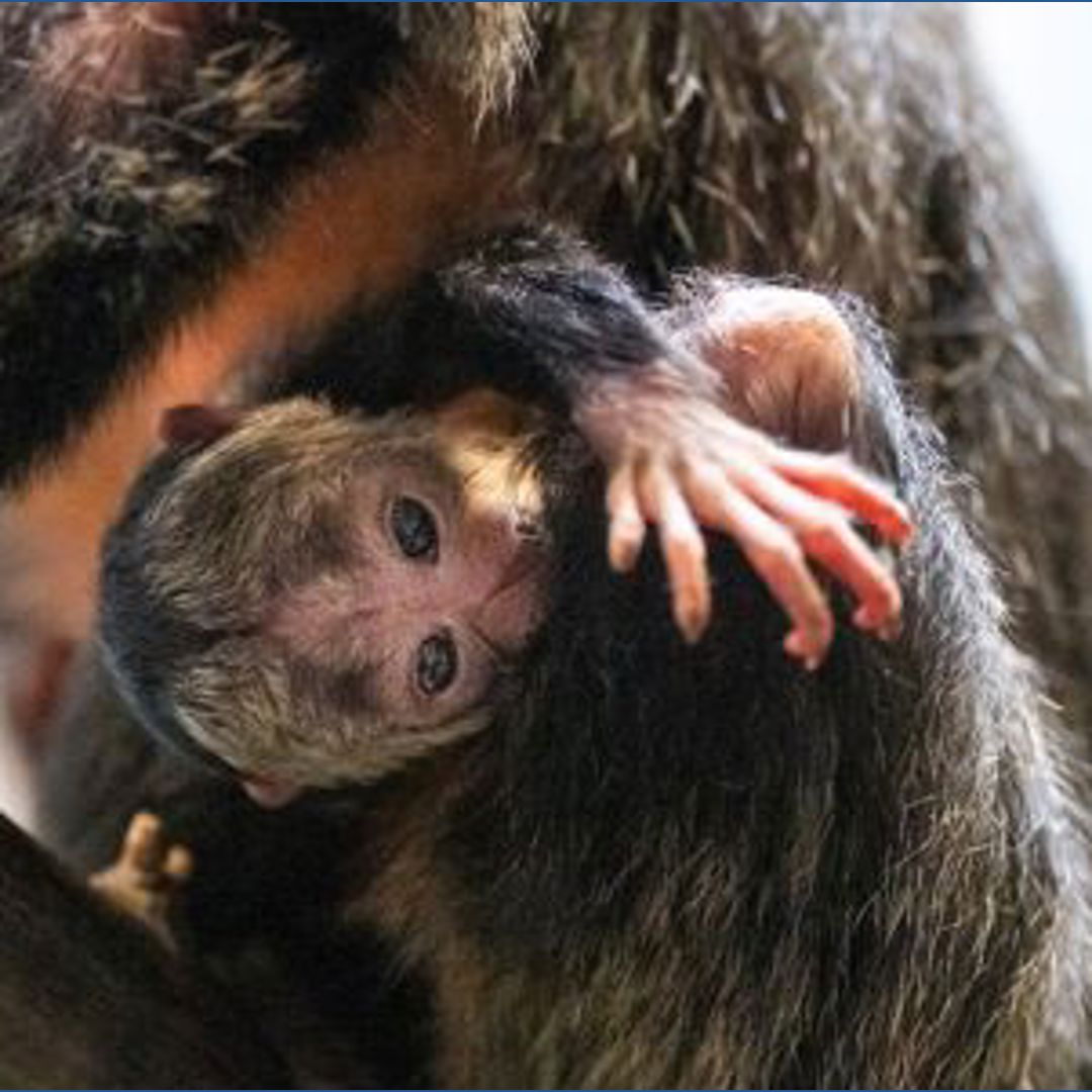 Baby saki monkey born at Cleveland Metroparks Zoo | wkyc.com
