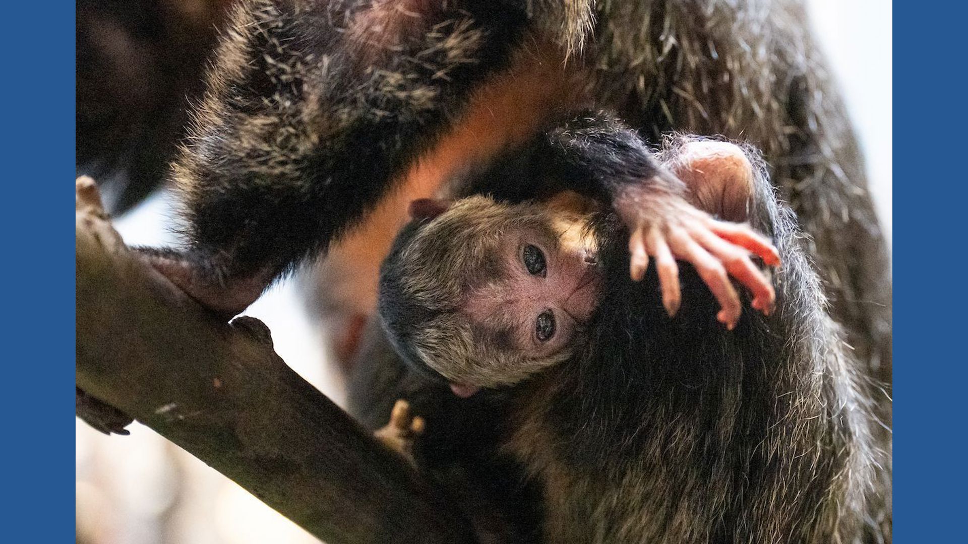 Baby saki monkey born at Cleveland Metroparks Zoo | wkyc.com
