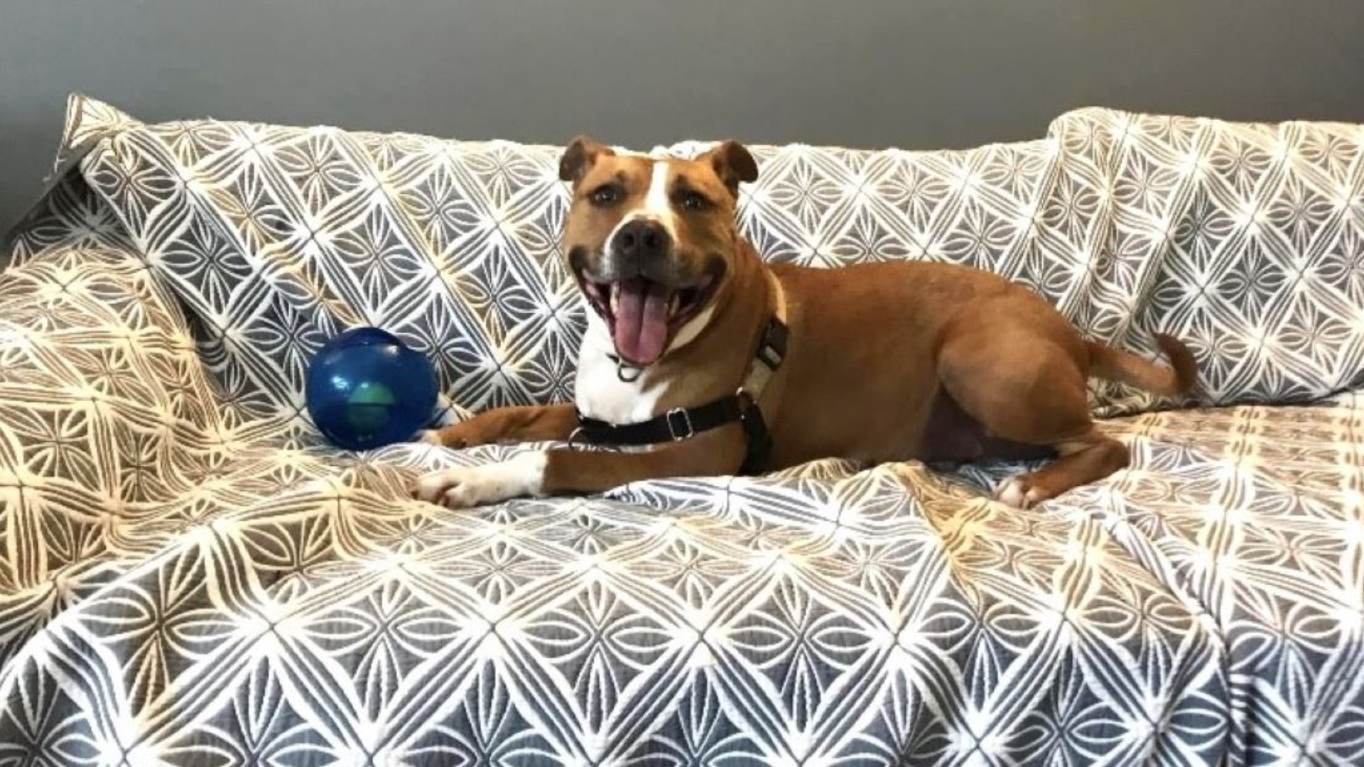 Dog still looking for home after 2,000 days in shelter | wkyc.com