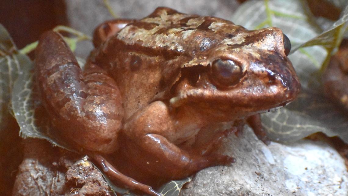Akron: One of world's oldest mountain chicken frogs passes away | wkyc.com