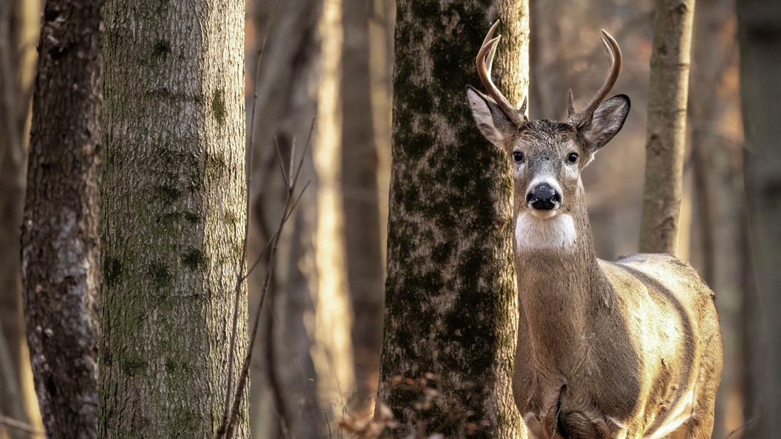 Ohio deer gun hunting season ends with over 70K harvests | wkyc.com