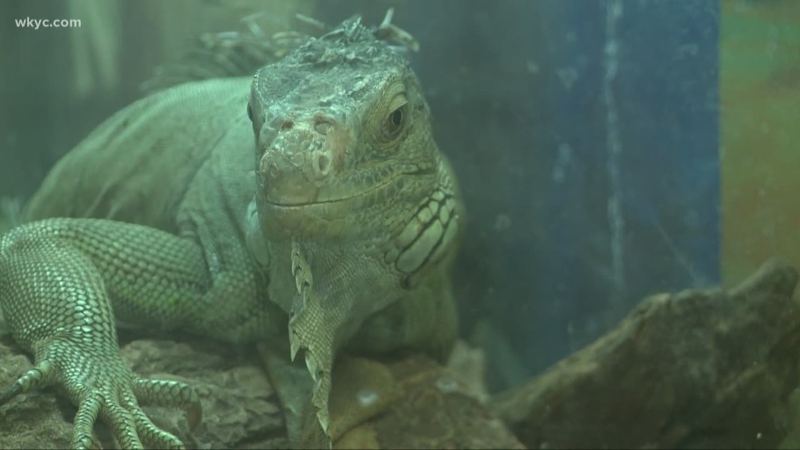 Reptile rescue: Herps Alive Foundation housing, rehabilitating more ...