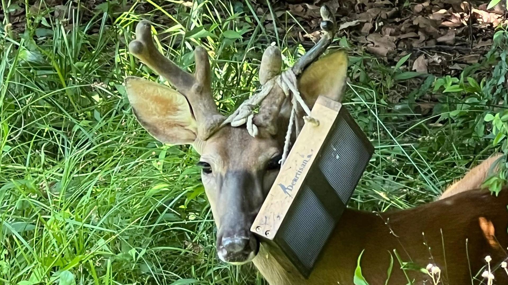 Deer with bird feeder stuck in antlers spotted in Mentor-on-the-Lake ...