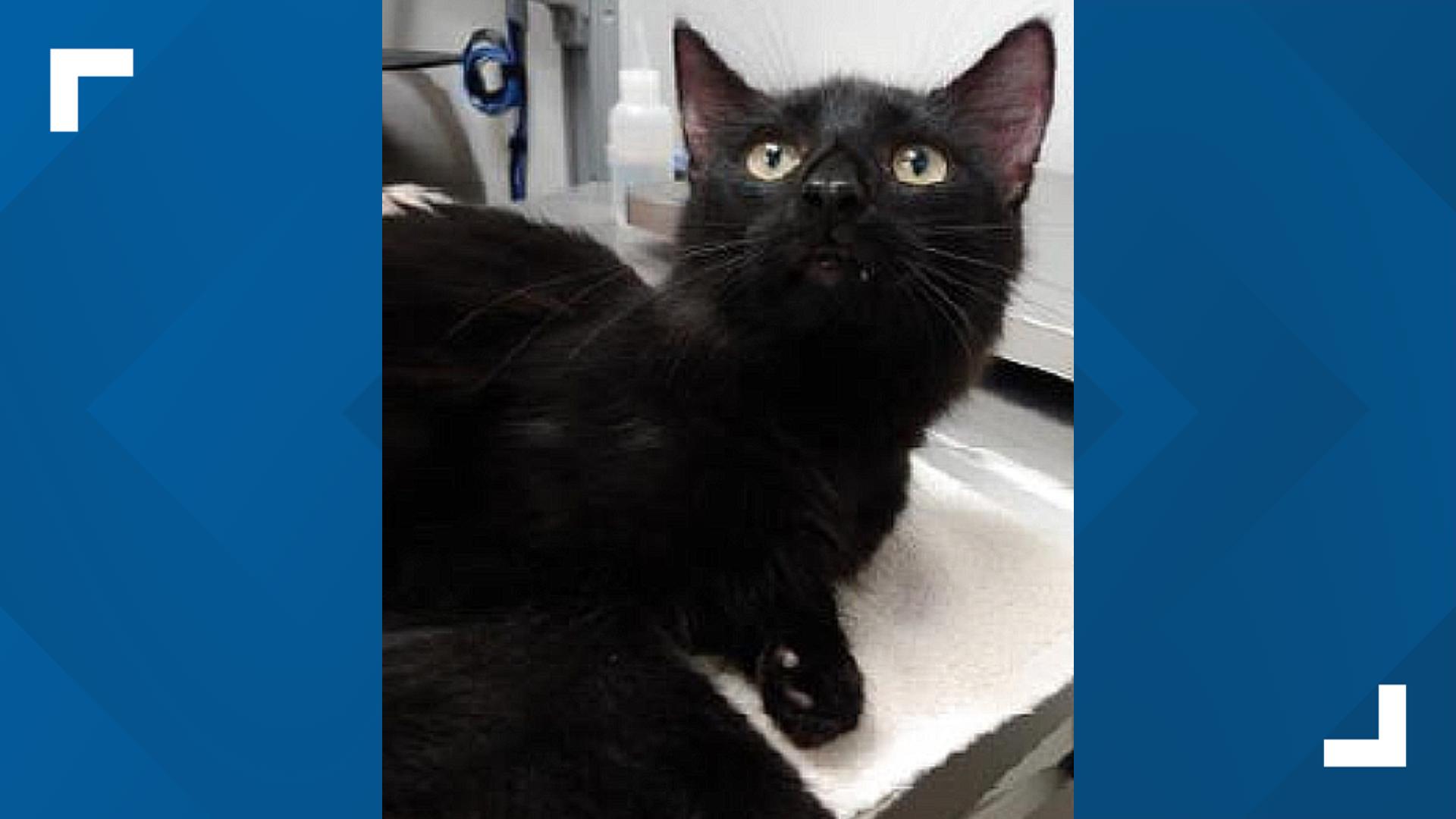 Ohio Supreme Court: 'Goddard's Law' applies to stray dogs, cats | wkyc.com