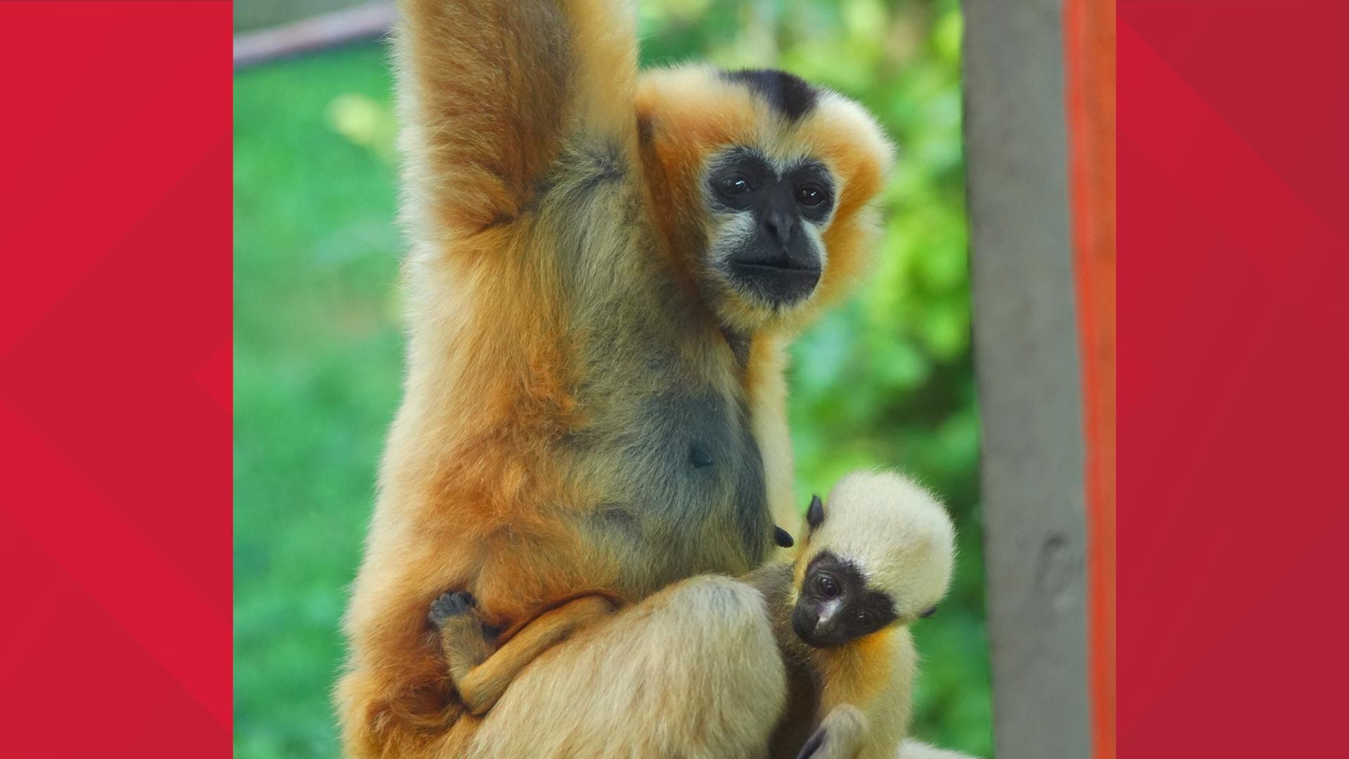 Akron Zoo announces name of new baby white-cheeked gibbon | wkyc.com