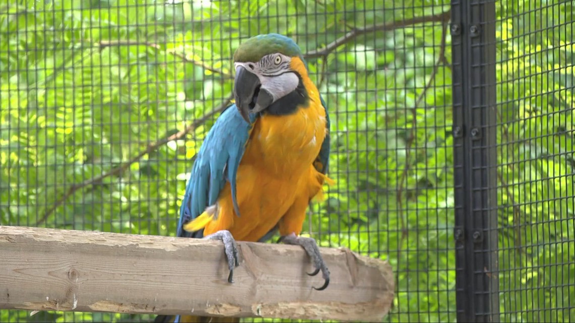 Parrot Hope Rescue in Mantua: What to know before adopting bird | wkyc.com