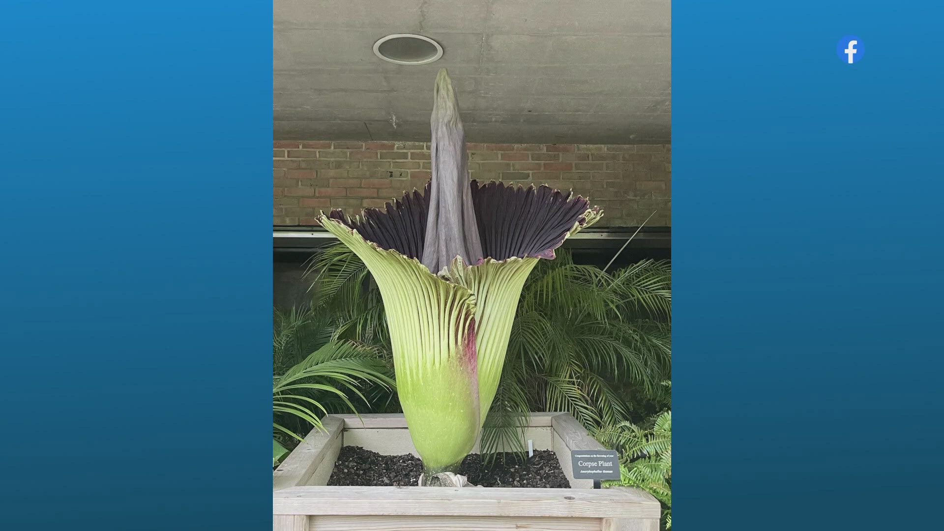 Corpse flower blooms at Cleveland Metroparks Zoo, creating smell of ...