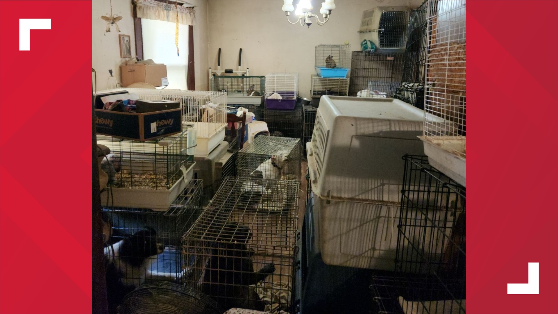 APL removes more than 100 animals from Cleveland house | wkyc.com