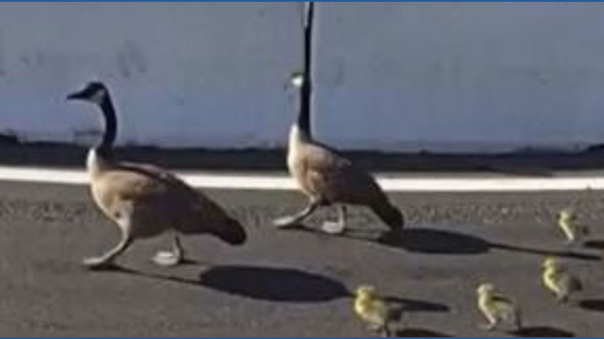 Family of geese get police escort off Maryland highway | wkyc.com